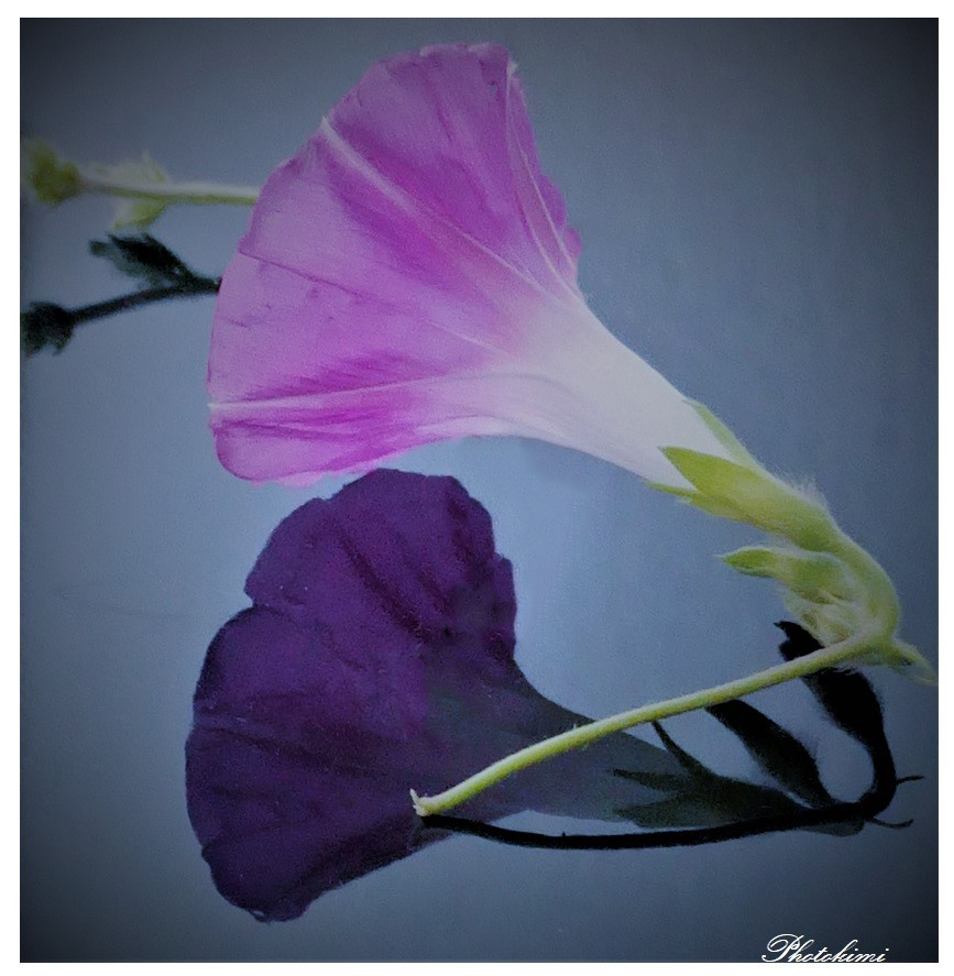 Gespiegelte Trichter Winde Foto & Bild | pflanzen, pilze & flechten ...