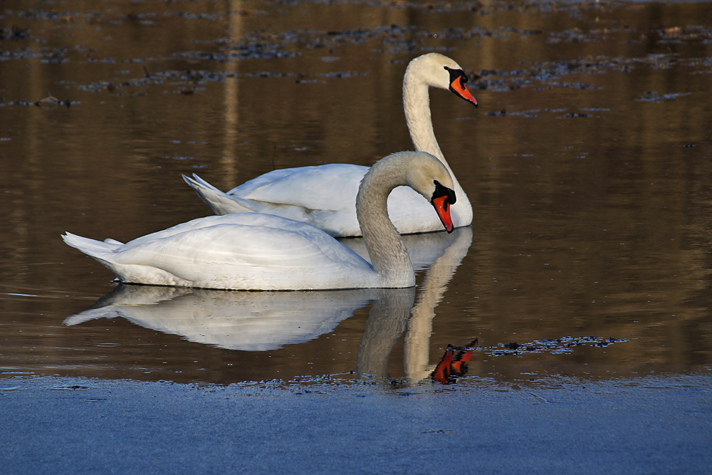 gespiegelter "Doppel-Schnabel" Foto & Bild | tiere, wildlife, wild ...