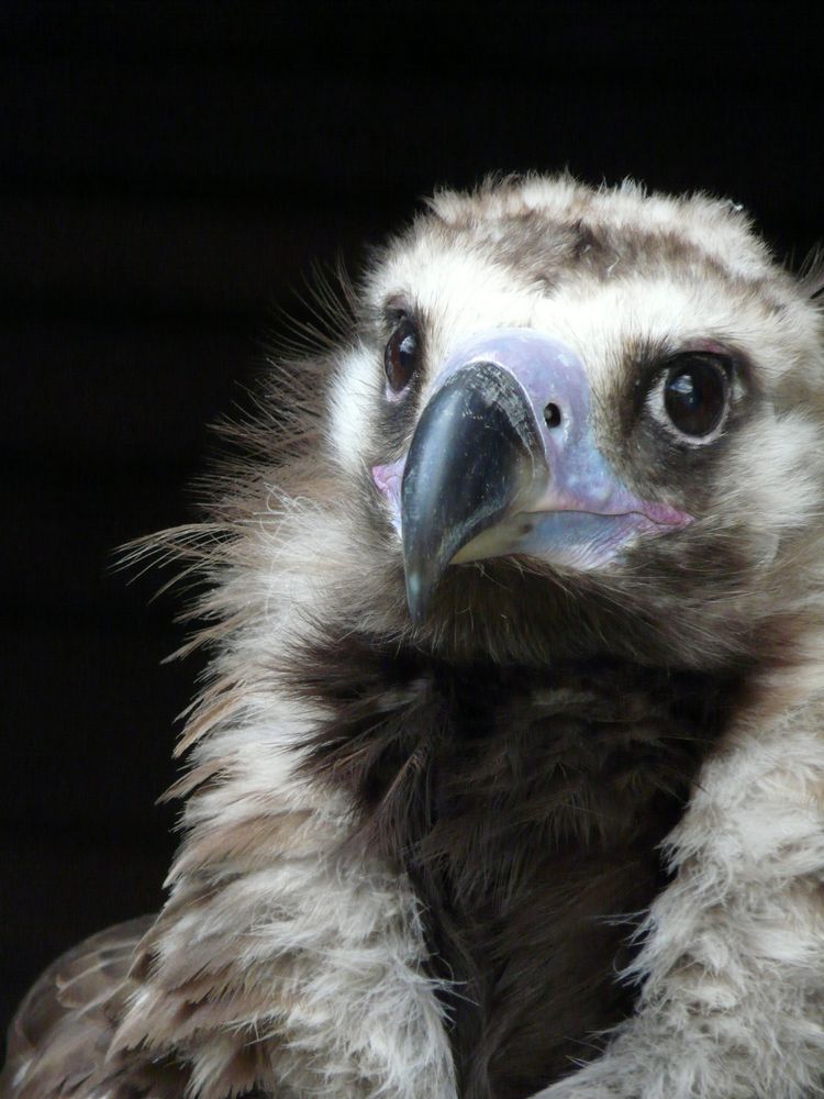 gestatten - Biskey Foto & Bild | vögel, natur Bilder auf fotocommunity