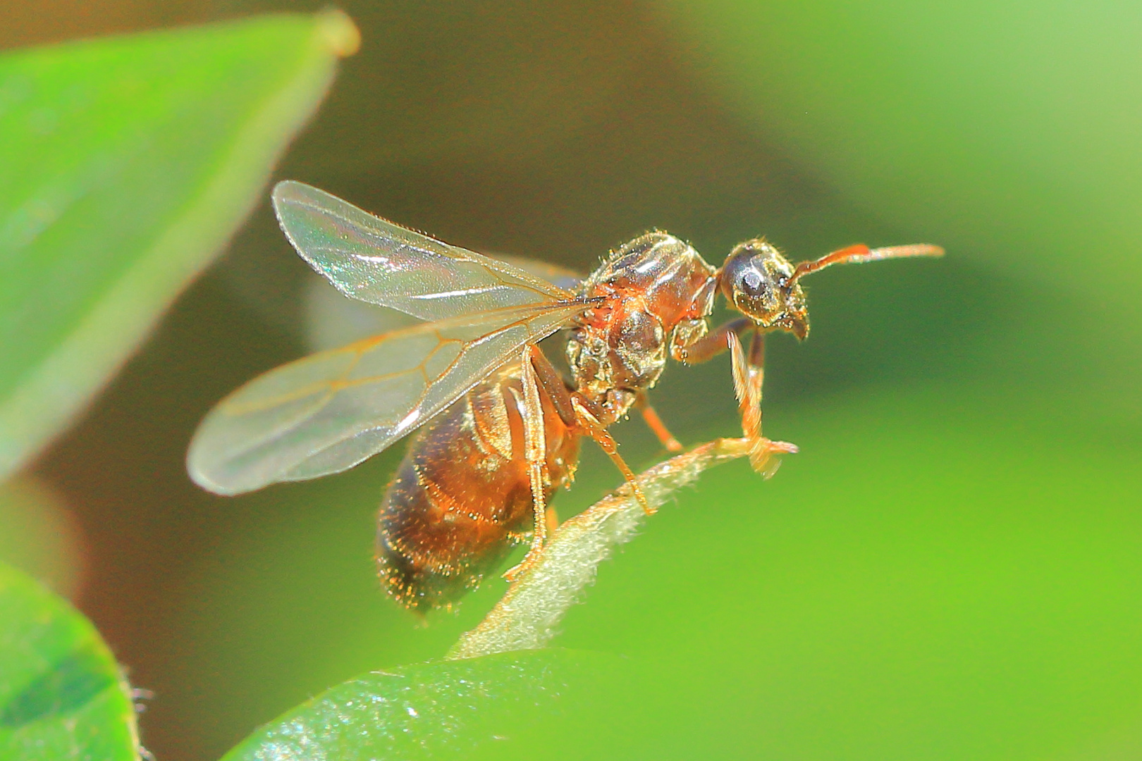 Gestatten, mein Name ist Emse..... Foto & Bild | tiere, wildlife ...