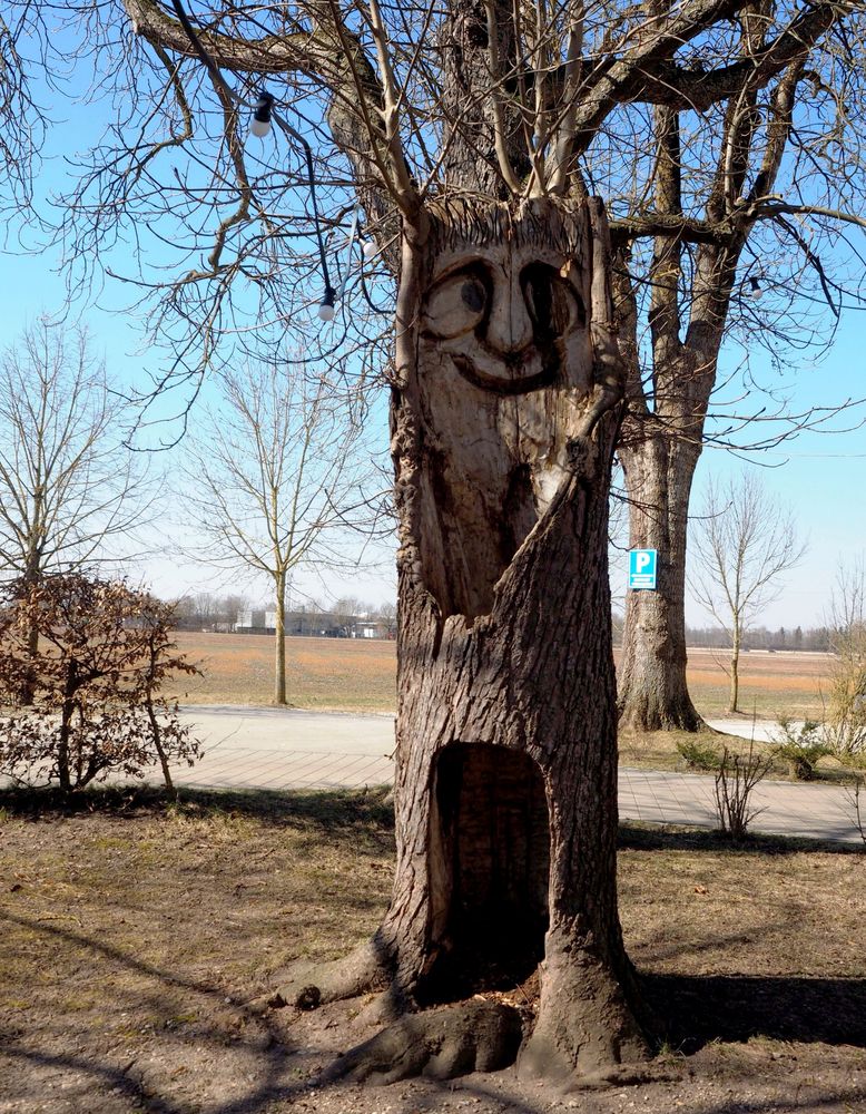 Gestatten Mr. Baum Foto & Bild | pflanzen, pilze & flechten, bäume ...