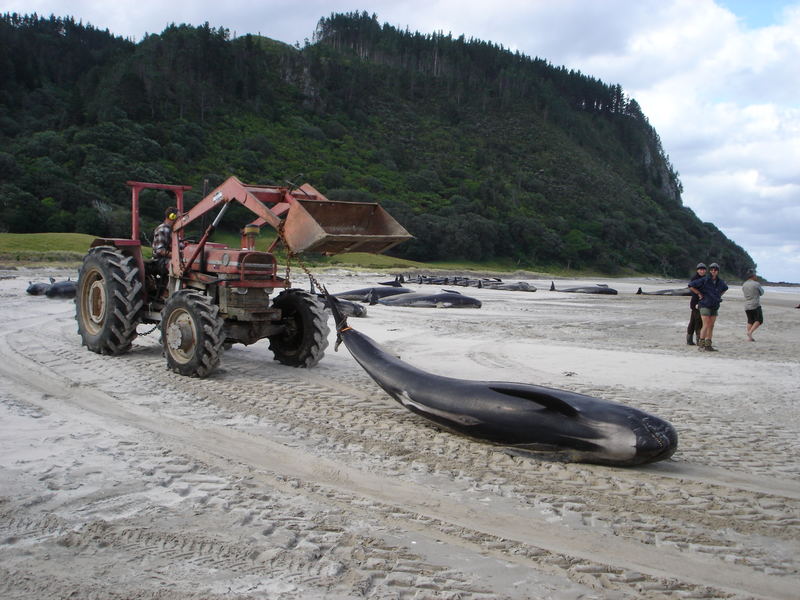 gestrandete Pilotwale Foto & Bild | tiere, wildlife, säugetiere Bilder ...