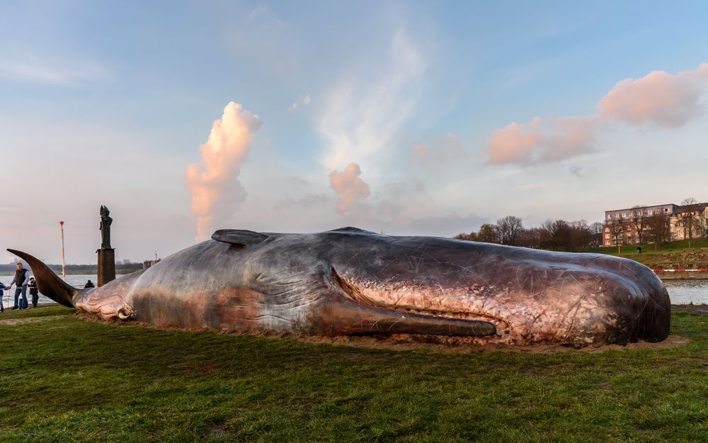 Gestrandeter Pottwal Foto & Bild | deutschland, europe, nordrhein ...