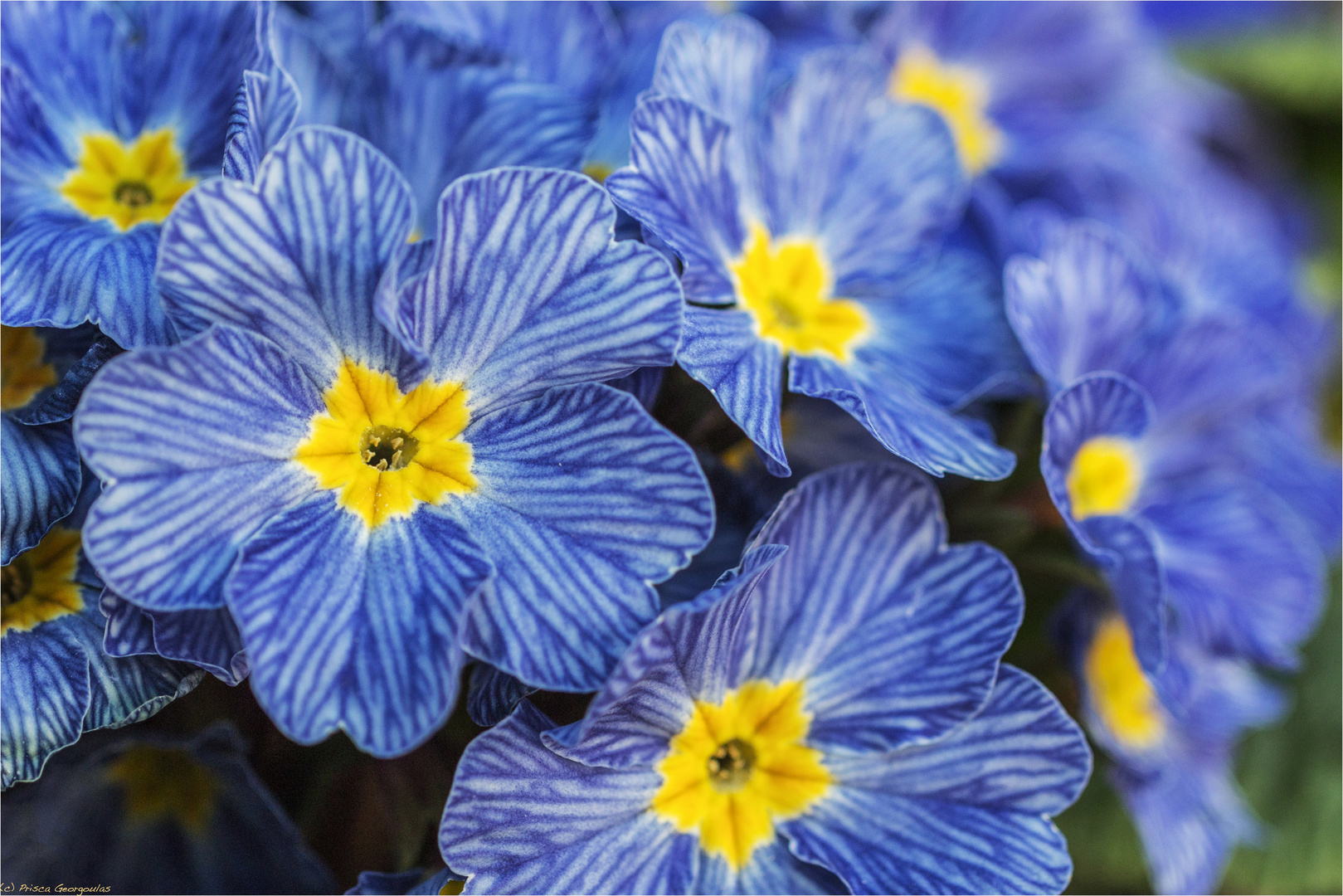 Gestreifte Primeln Foto & Bild | frühlingsblumen, blau, gelb Bilder auf ...
