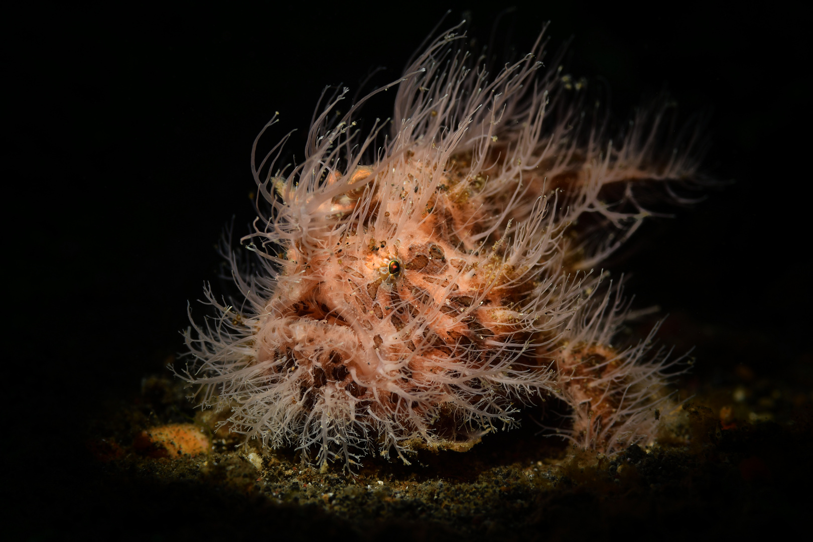 Gestreifter Anglerfisch (Antennarius striatus) Foto & Bild ...