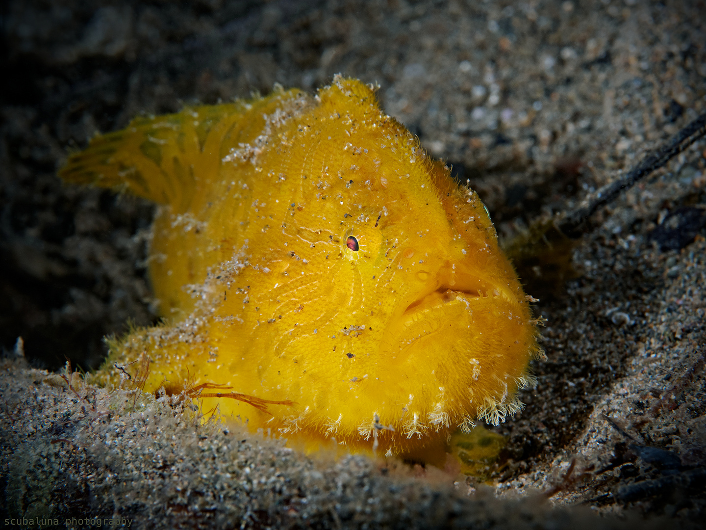 Gestreifter Anglerfisch Foto & Bild | natur, tiere, asia Bilder auf ...