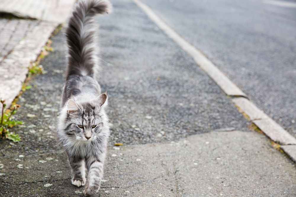 Getigerte Katze Foto & Bild | katze, tier, tiger Bilder auf fotocommunity