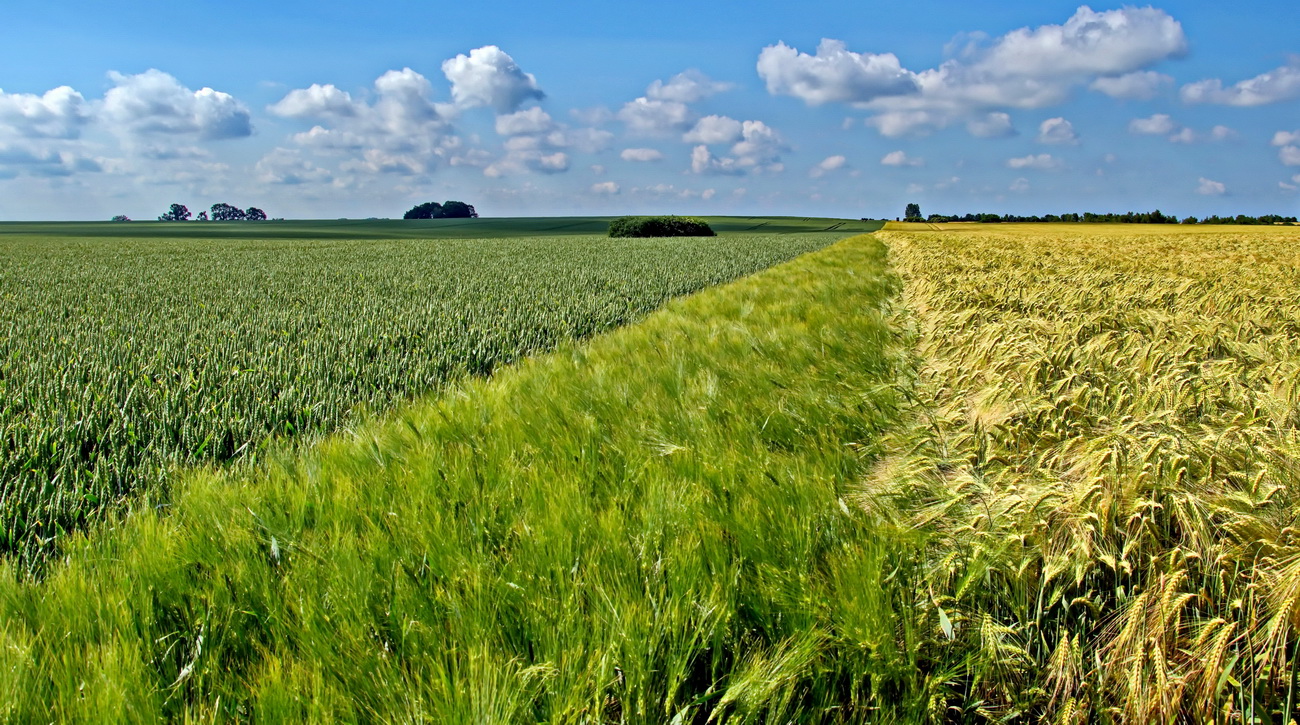 Getreide Foto & Bild | landschaft, kulturlandschaften ...