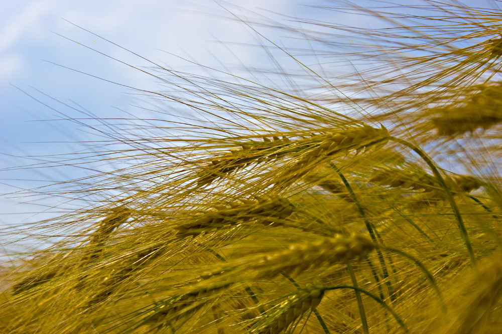Getreide Foto & Bild | jahreszeiten, sommer, natur Bilder auf fotocommunity