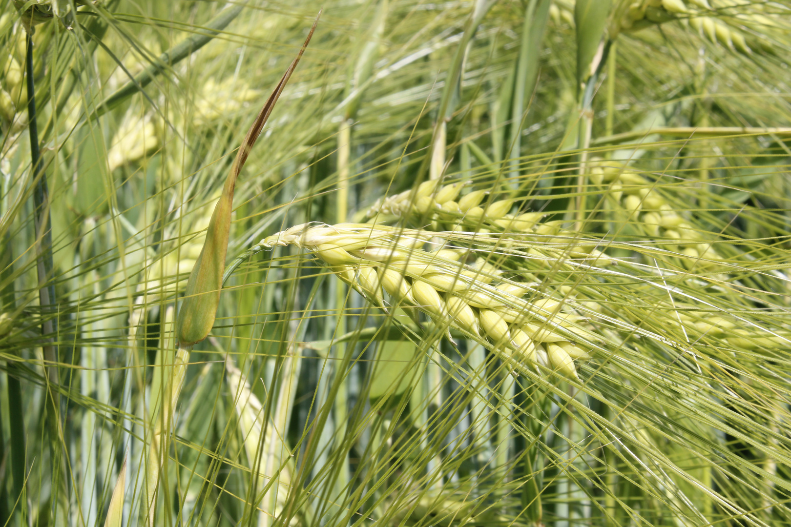 Getreide Foto & Bild | pflanzen, pilze & flechten, getreide und ...