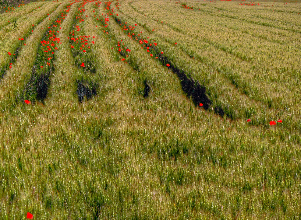 "Getreide und mehr" oder "Trotz alledem" Foto & Bild | landschaft ...