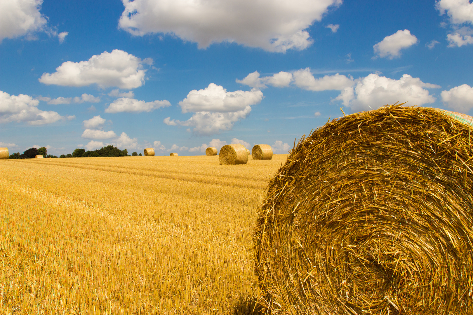 Getreideernte Foto & Bild | landschaft, Äcker, felder & wiesen ...