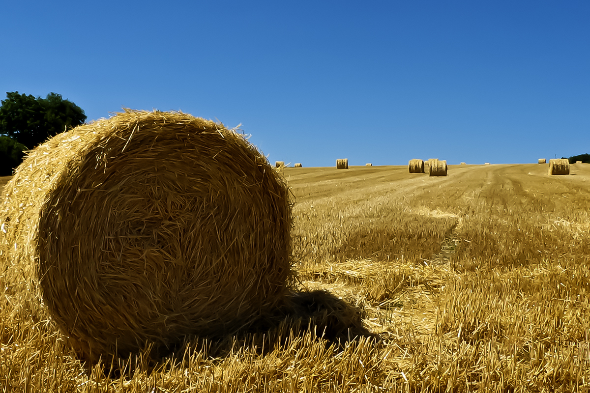 Getreideernte Foto & Bild | jahreszeiten, sommer, natur Bilder auf ...