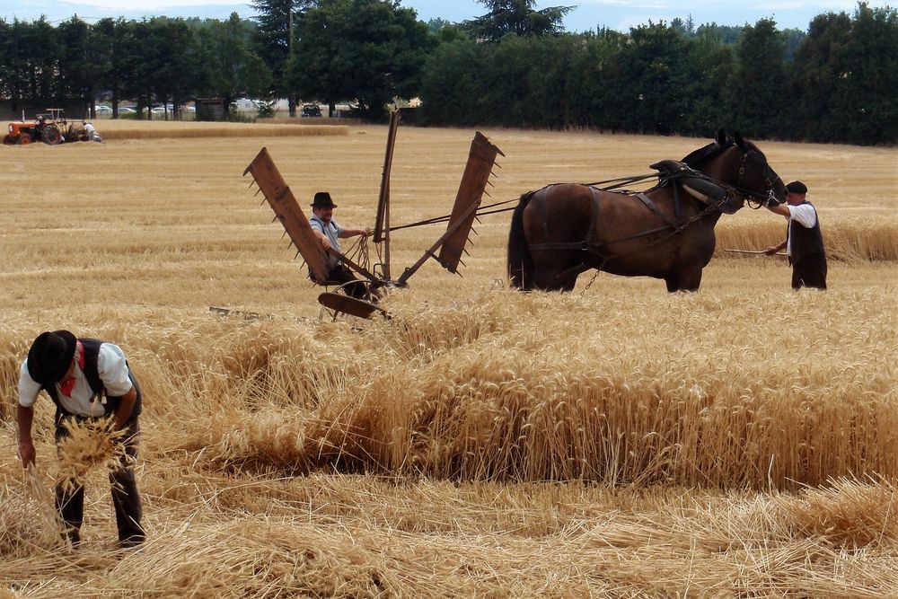 Getreideernte mit historischem Rückblick Foto & Bild | europe, france ...