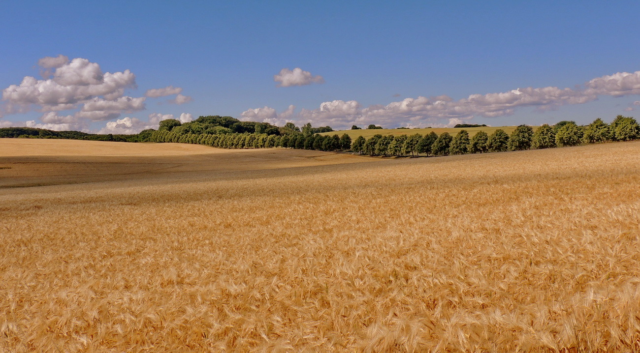 Getreidefeld Foto & Bild | natur, rügen, landschaft Bilder auf ...