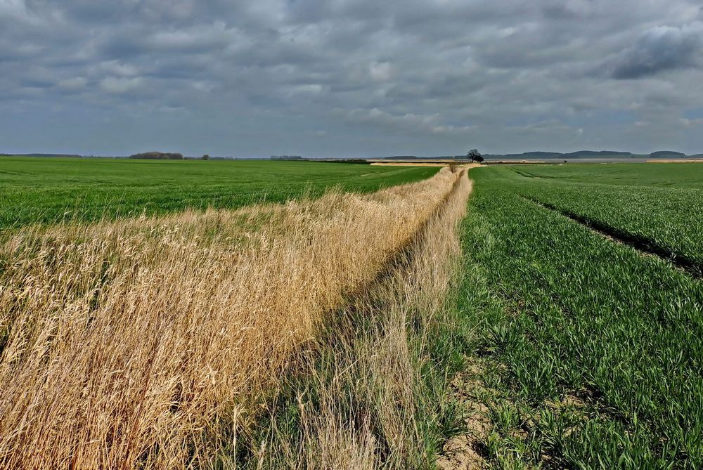 Getreidefeld Foto & Bild | landschaft, rügen, baum Bilder auf fotocommunity
