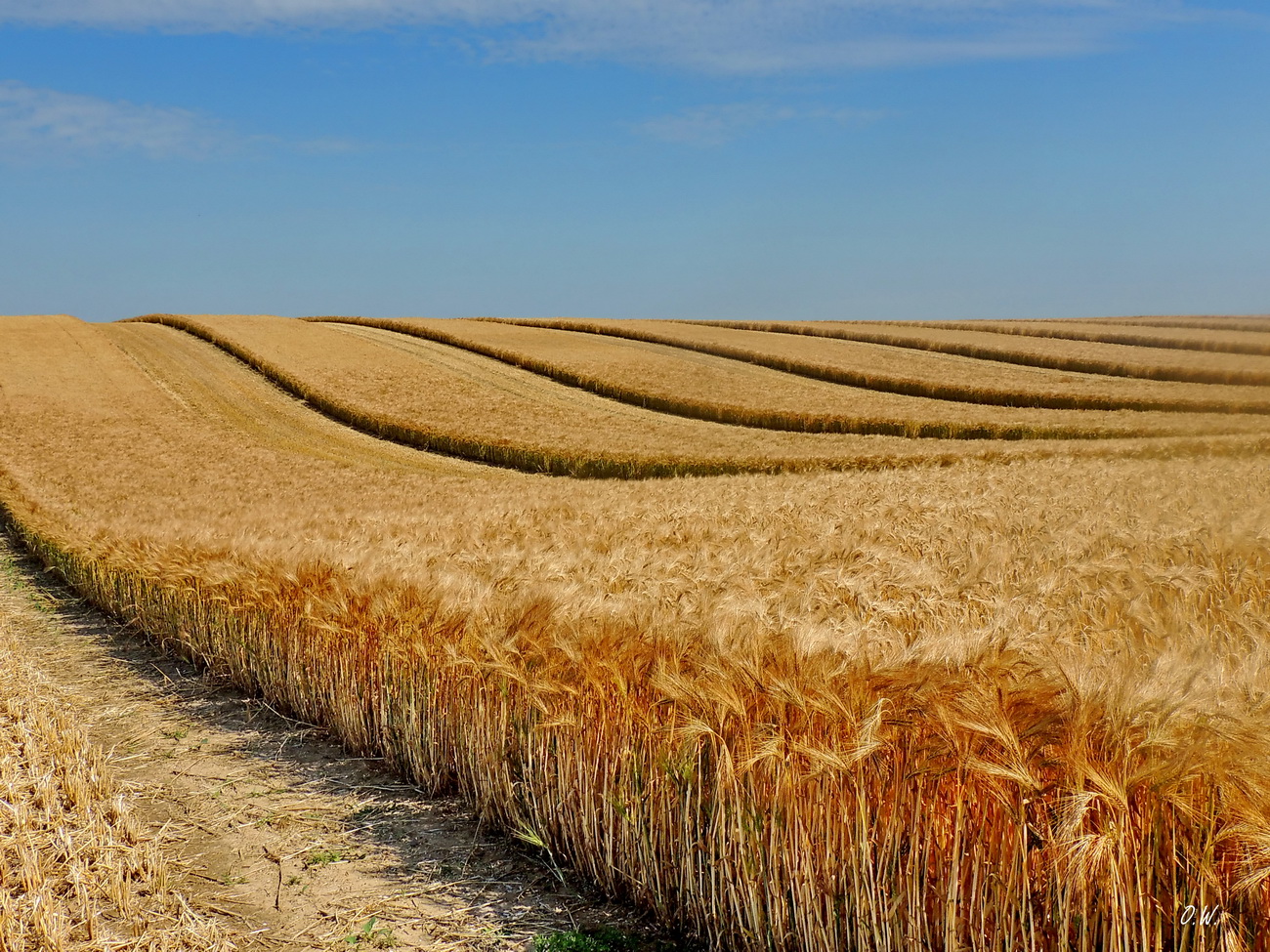 Getreidefeld Foto & Bild | getreidefeld, blau, himmel Bilder auf ...