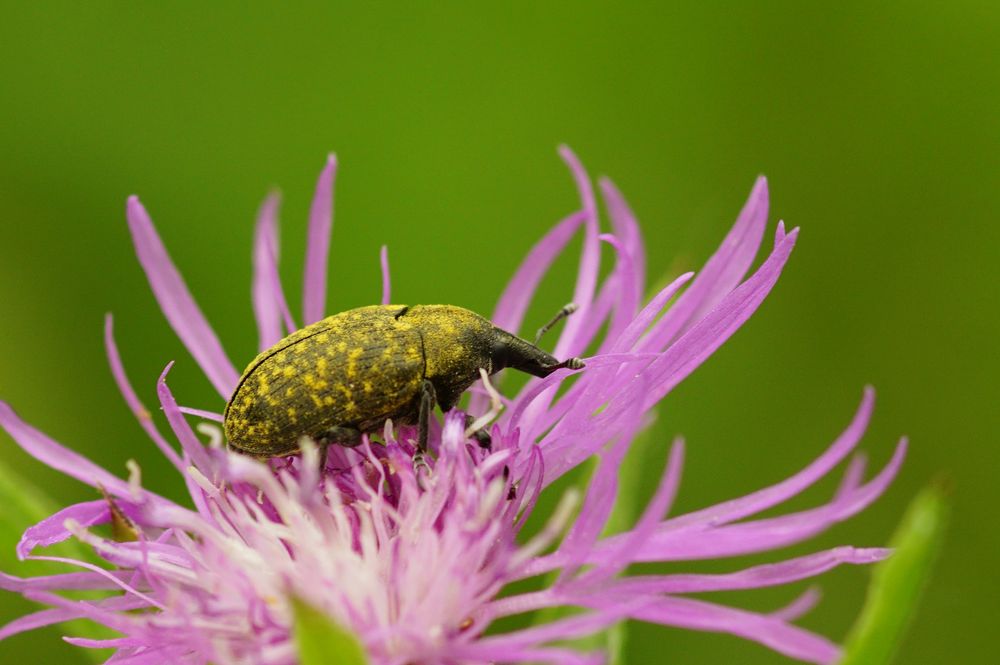 Getupft Foto & Bild | käfer, curculionidae, rüsselkäfer Bilder auf ...