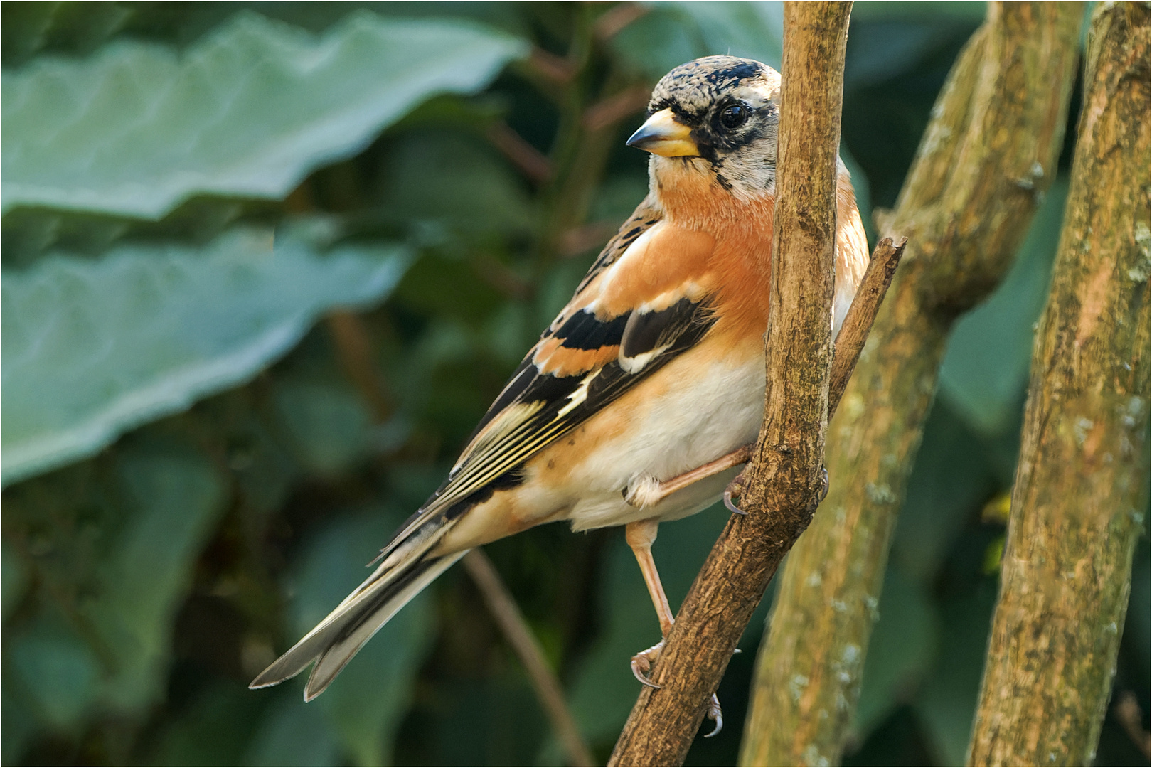 Gevadder Bergfink ..... Foto & Bild | tiere, wildlife, wild lebende ...