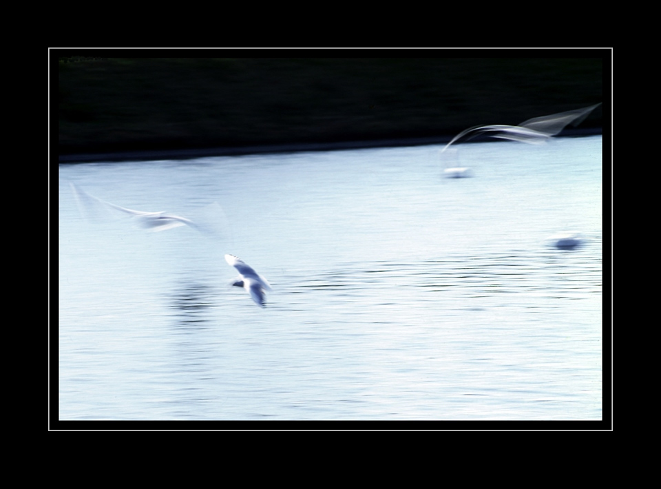"gewagt" - Bild & Foto von Hans Palla aus Fotografie am / im Wasser ...