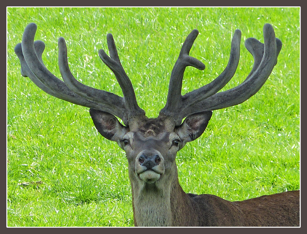 Geweih noch im wachsen. Foto & Bild | tiere, zoo, wildpark & falknerei ...