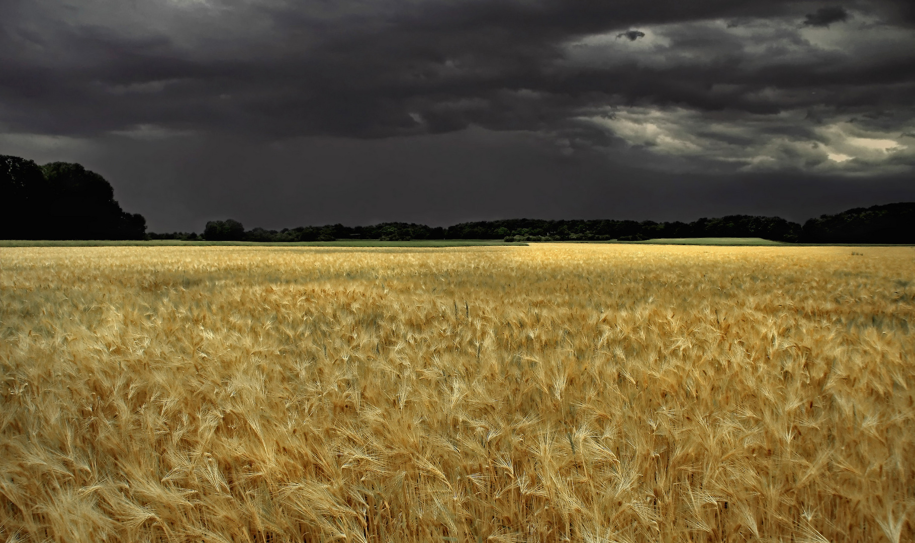 Gewitterstimmung über dem Gerstenfeld Foto & Bild | landschaft, Äcker ...