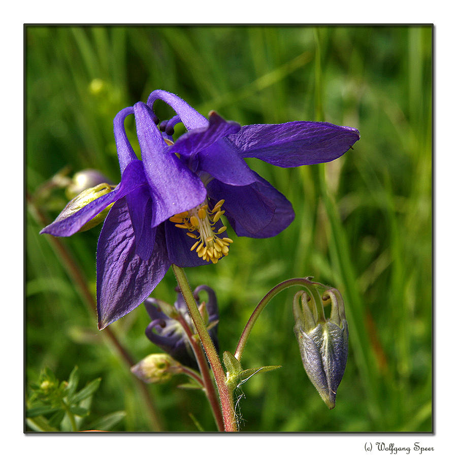 Gewöhnliche Akelei (Aquilegia vulgaris) Foto & Bild | archiv projekte ...