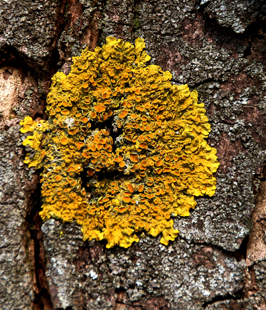 Gewöhnliche Gelbflechte Foto & Bild | pflanzen, pilze & flechten, pilze & flechten, nature ...