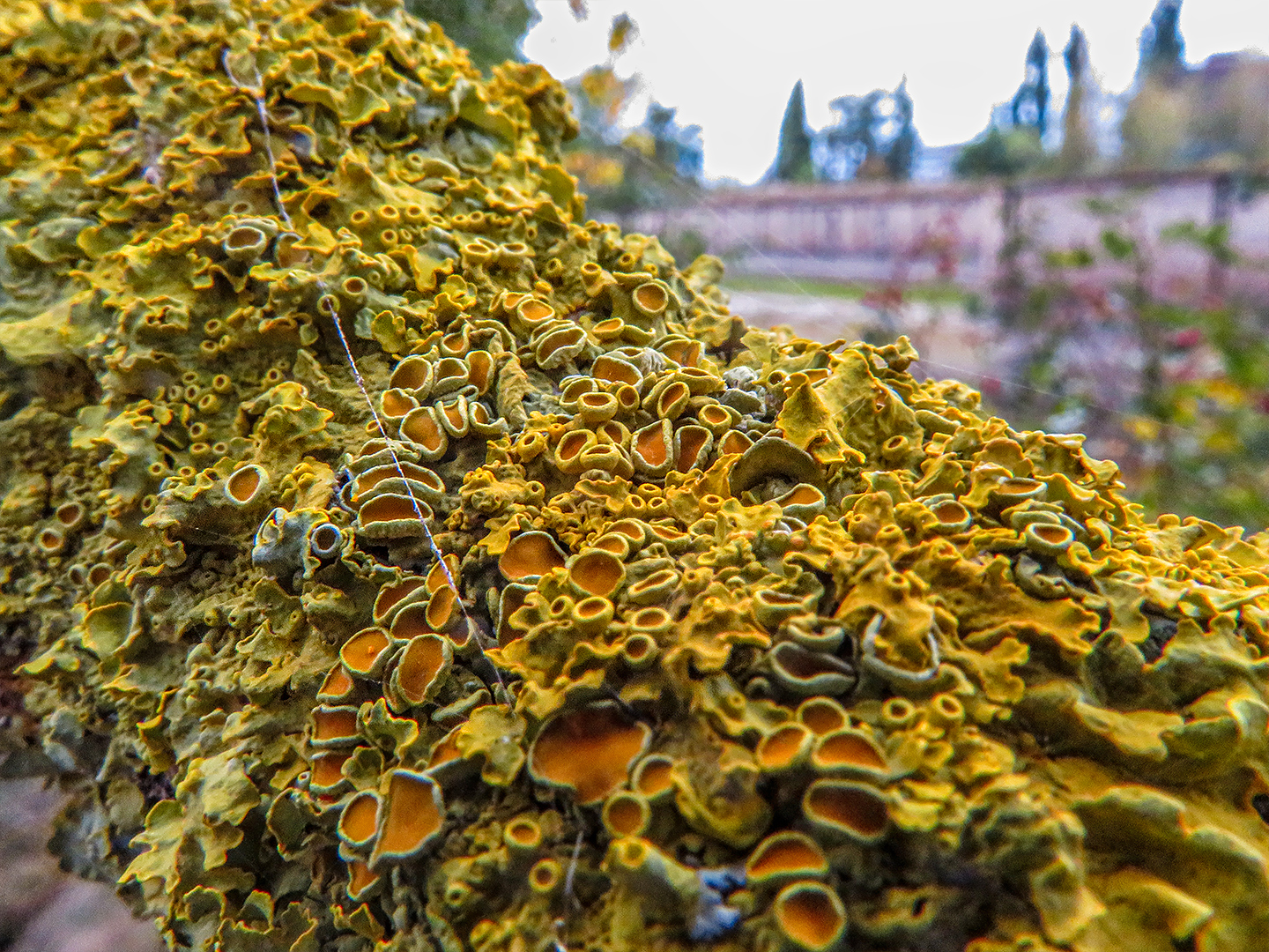 Gewöhnliche Gelbflechte... Foto & Bild | deutschland, europe, sachsen- anhalt Bilder auf ...