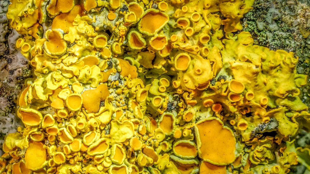 Gewöhnliche Gelbflechte Foto & Bild | pflanzen, pilze & flechten, pilze & flechten, makro Bilder ...