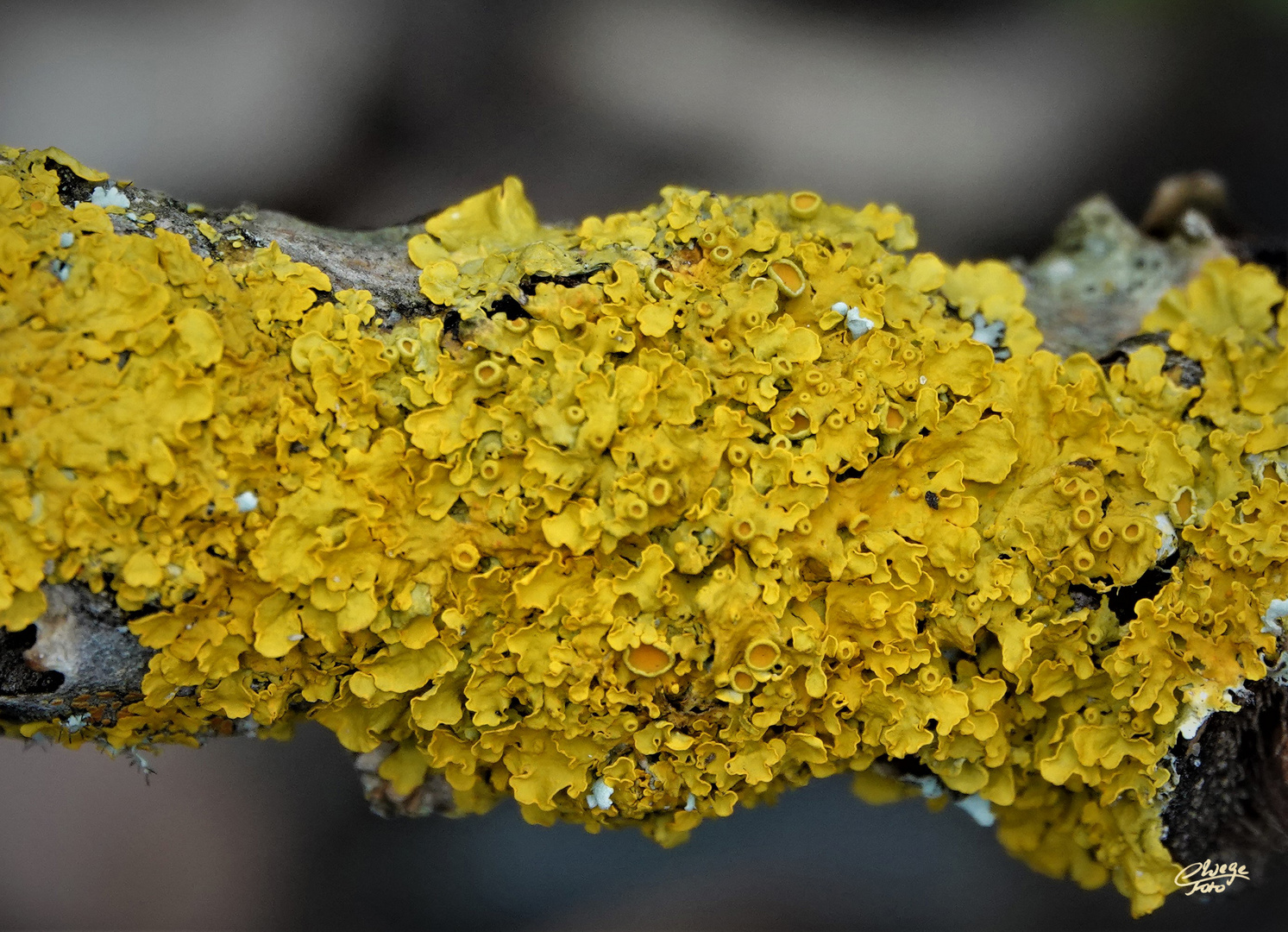 Gewöhnliche Gelbflechte Foto & Bild | natur, symbiose, flechten Bilder auf fotocommunity