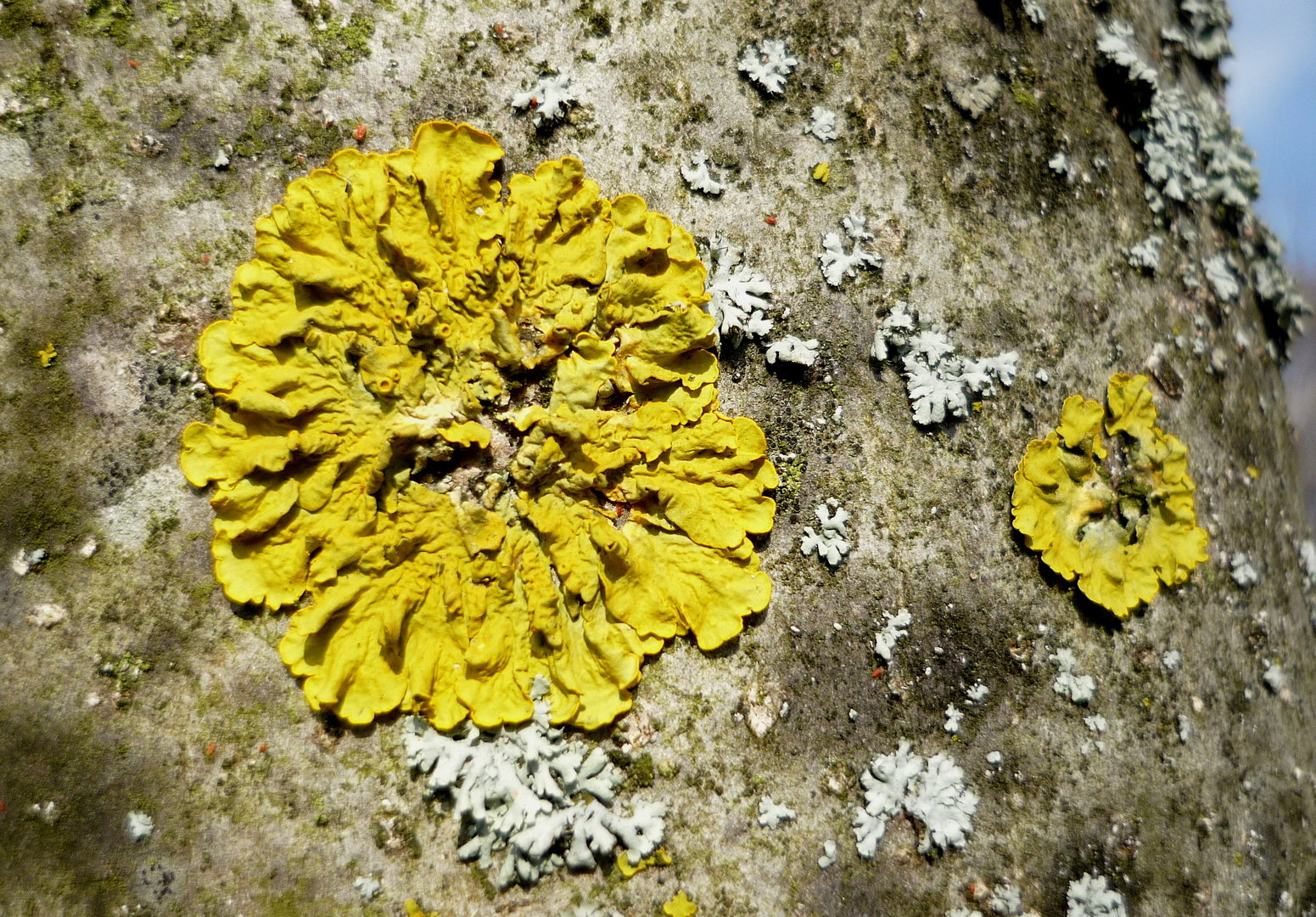 Gewöhnliche Gelbflechte (Xanthoria parietina) Foto & Bild | pflanzen, pilze & flechten, pilze ...