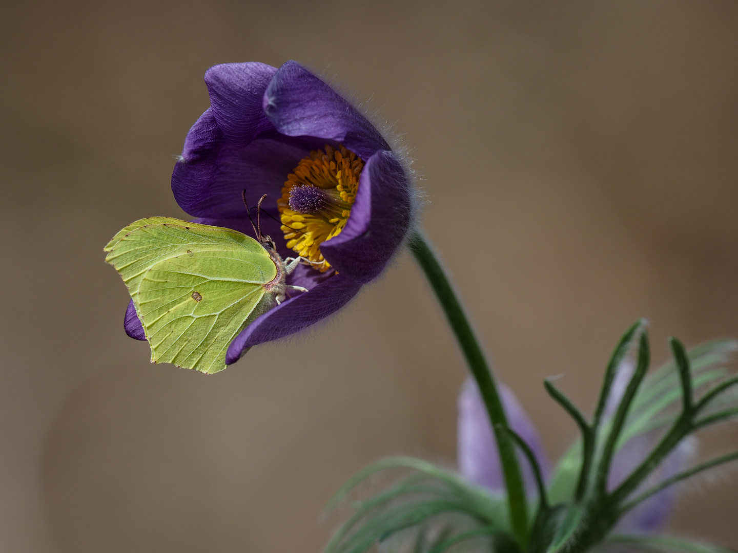 Gewöhnliche Kuhschelle Foto & Bild | pflanzen, pilze & flechten, blüten- & kleinpflanzen, flower ...