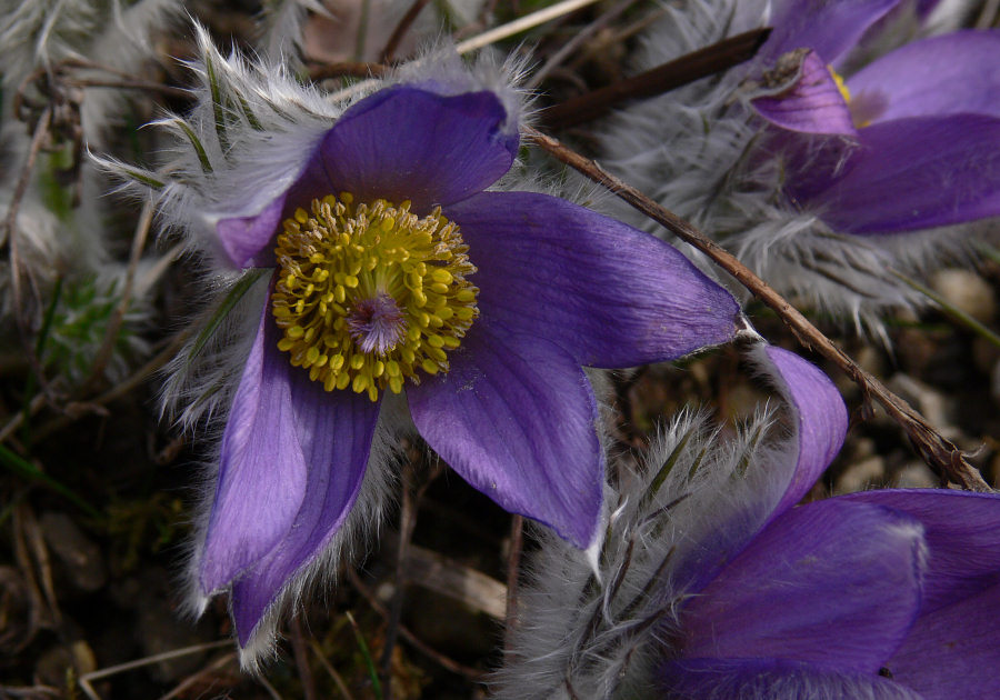 Gewöhnliche Kuhschelle Foto & Bild | pflanzen, pilze & flechten, blüten- & kleinpflanzen ...