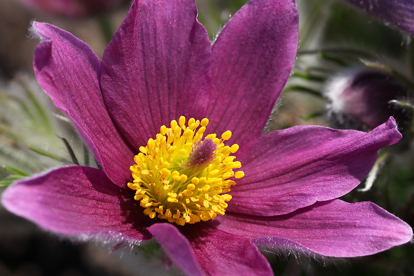 Gewöhnliche Kuhschelle Foto & Bild | pflanzen, pilze & flechten, blüten- & kleinpflanzen ...