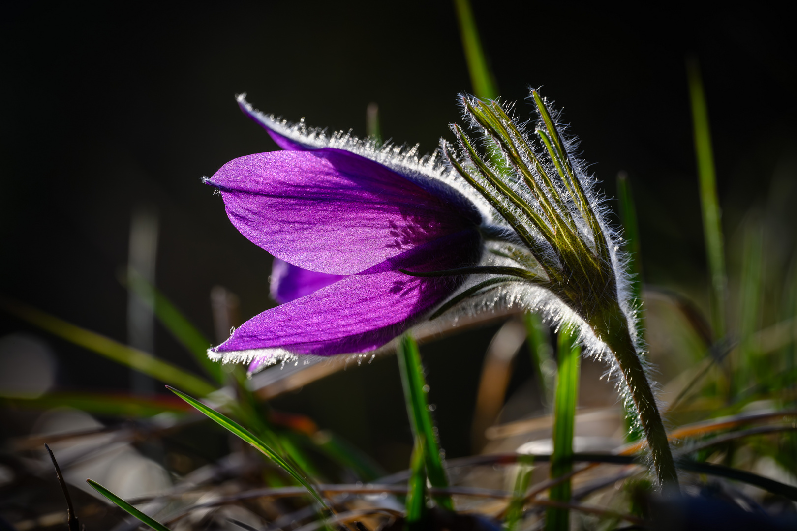 Gewöhnliche Kuhschelle Foto & Bild | pflanzen, pilze & flechten, blüten- & kleinpflanzen ...
