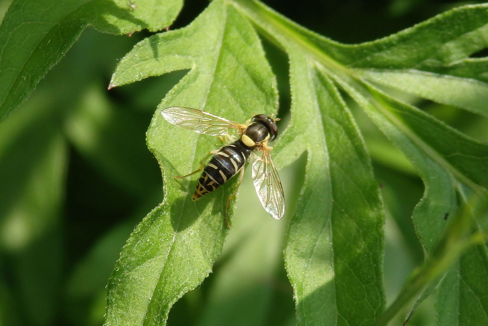 Gewöhnliche Langbauchschwebfliege (Sphaerophoria scripta) Foto & Bild ...