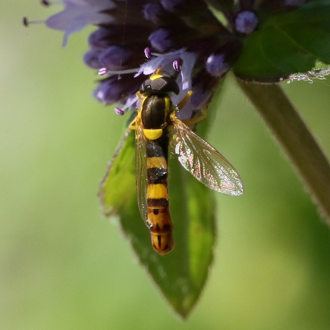 Gewöhnliche Langbauchschwebfliege (Sphaerophoria scripta), Männchen (I ...