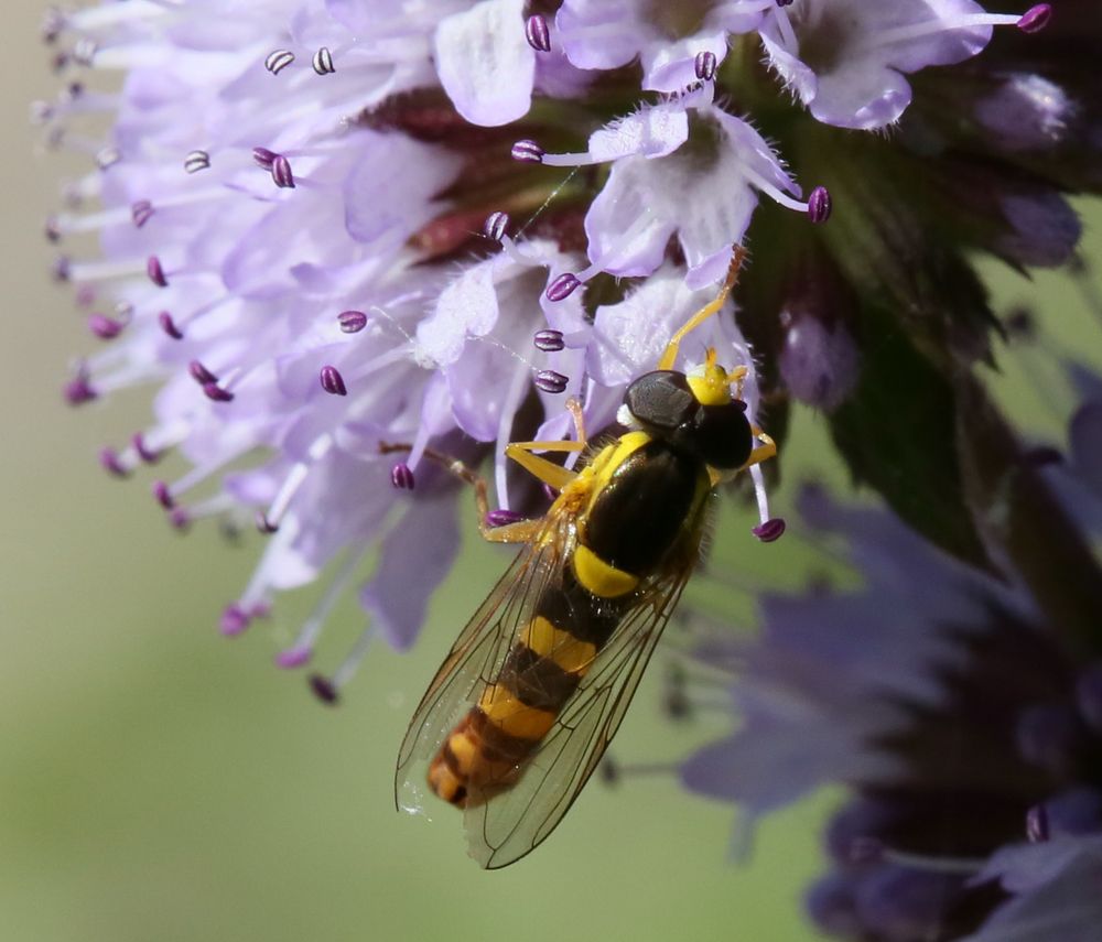 Gewöhnliche Langbauchschwebfliege (Sphaerophoria scripta), Männchen (II ...