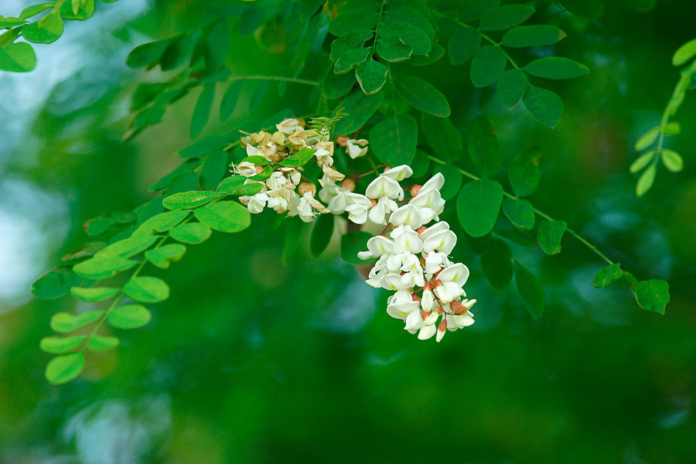 Gewöhnliche Robinie (Robinia pseudoacacia) Foto & Bild | bäume, baum ...