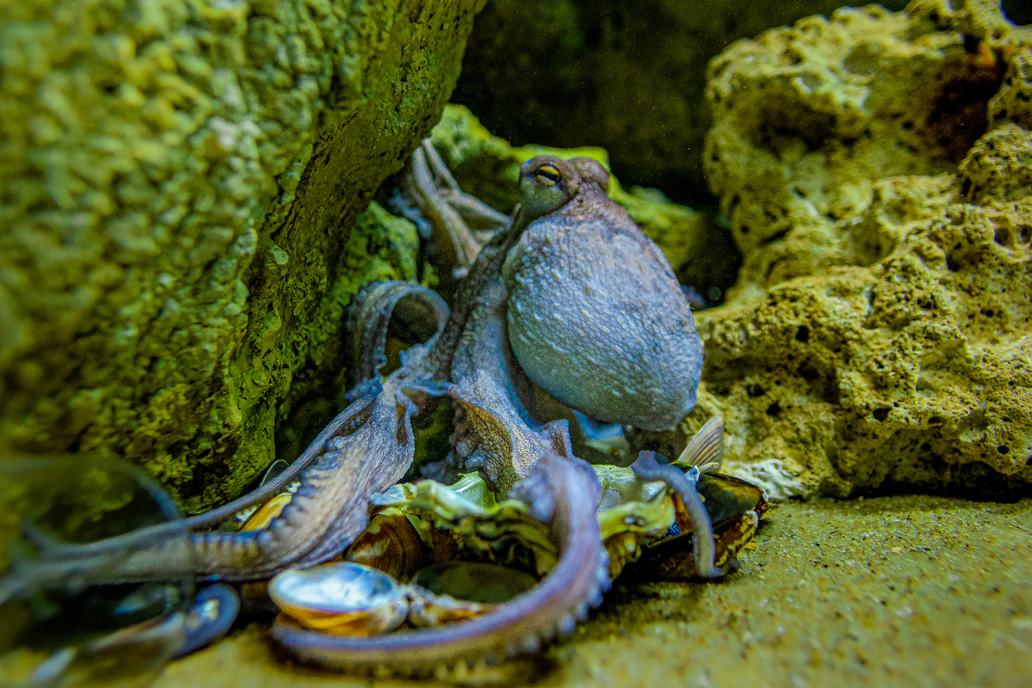 Gewöhnlicher Krake, Foto & Bild | natur, zoo, tiere Bilder auf ...