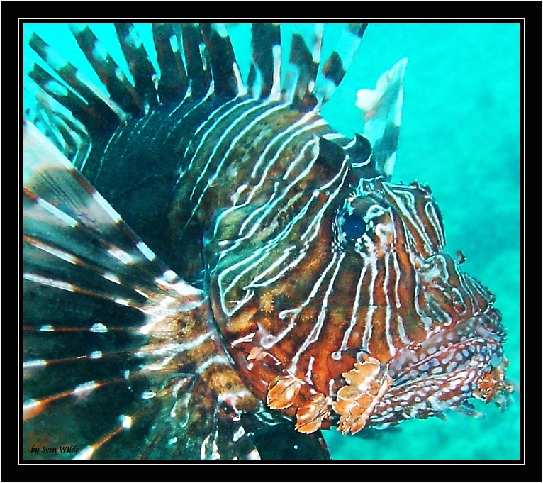 Gewöhnlicher Rotfeuerfisch Foto & Bild | tiere, wildlife, fische Bilder ...