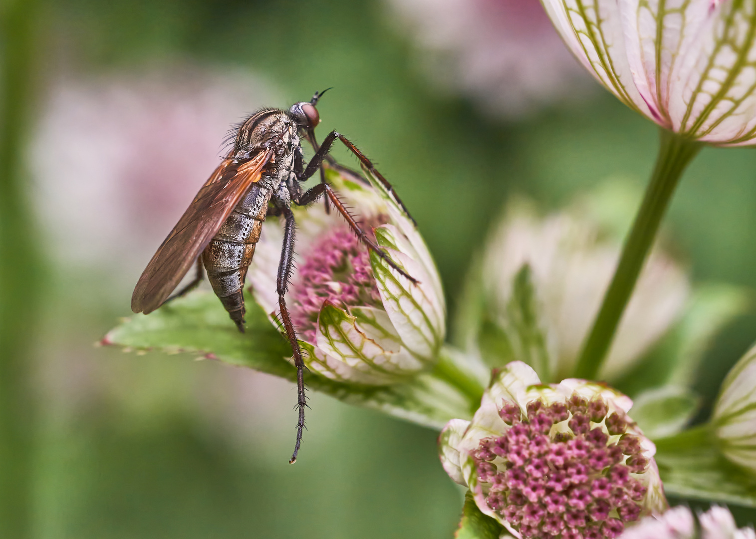 Gewürfelte Tanzfliege Foto & Bild | natur, fliegen, insekten Bilder auf ...