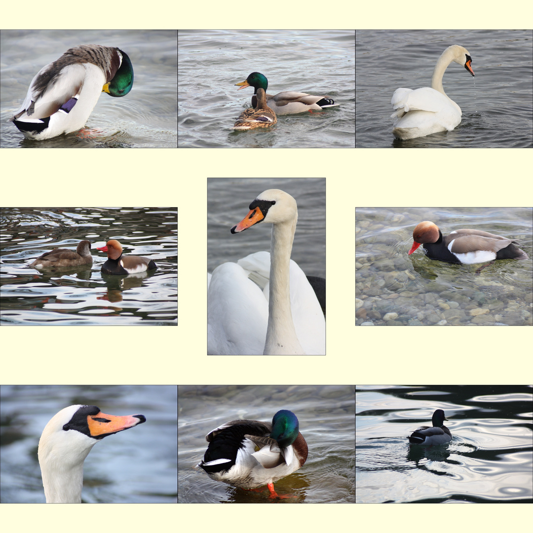 Gewurl im Starnberger See Foto & Bild | tiere, wildlife, wild lebende ...