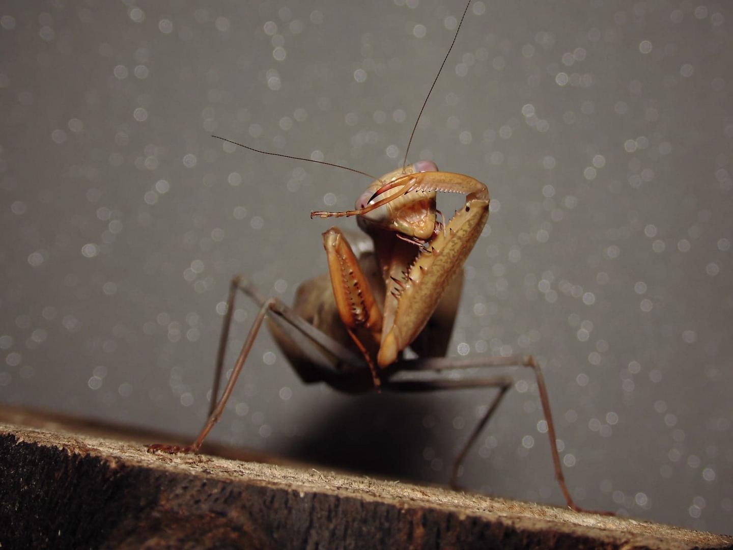 Ghana-Gottesanbeterin (Sphodromantis lineola) Foto & Bild | tiere ...