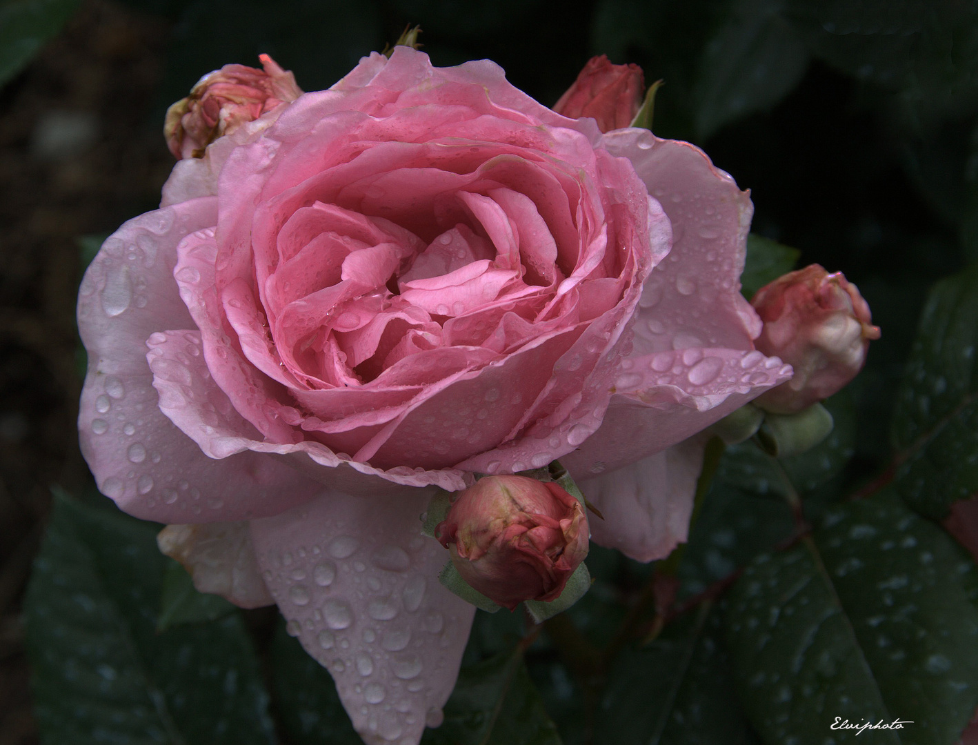 Ghita "Renaissance" Poulren photo et image | nature, fleurs, roses ...