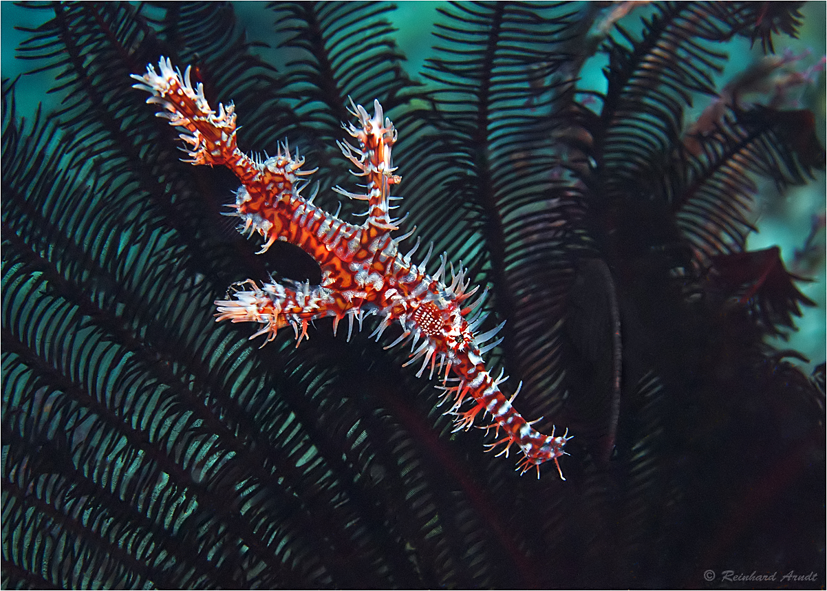 Ghost Pipefish Foto & Bild | world, meer, natur Bilder auf fotocommunity