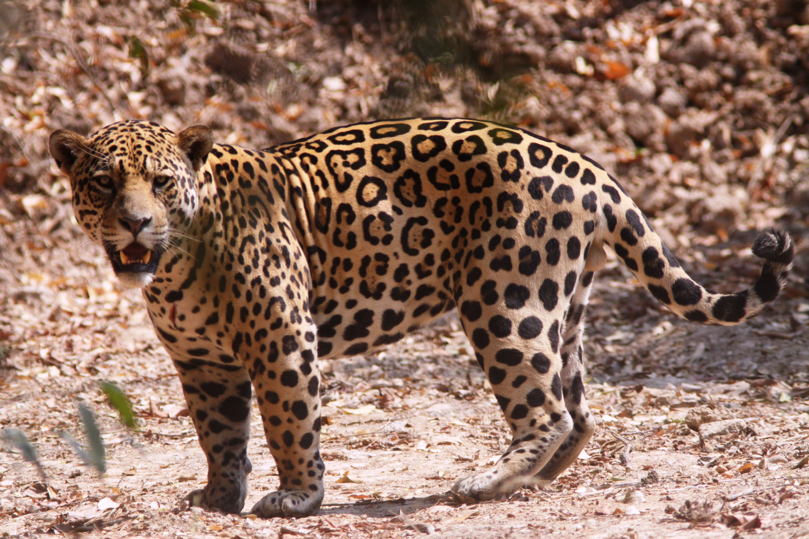 GIAGUARO NEL PANTANAL Foto % Immagini| south america, brazil, pantanal ...