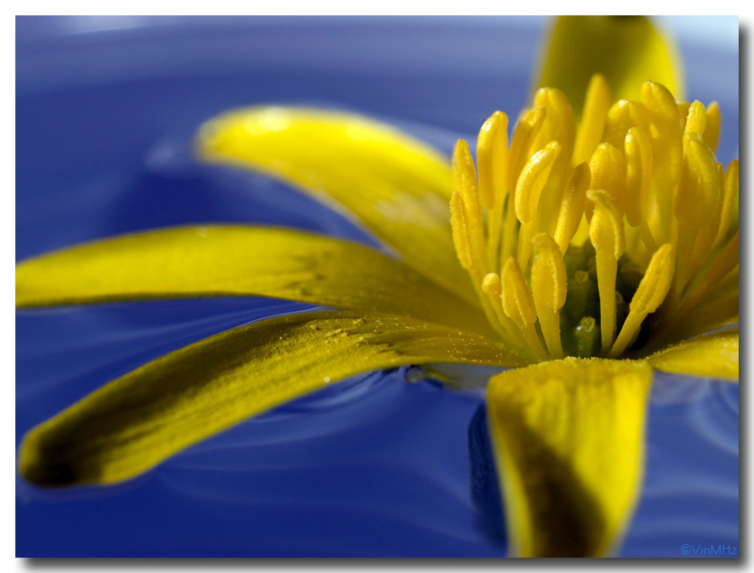 :: giallo & blu :: Foto % Immagini| macro e close up, macro fiori e ...