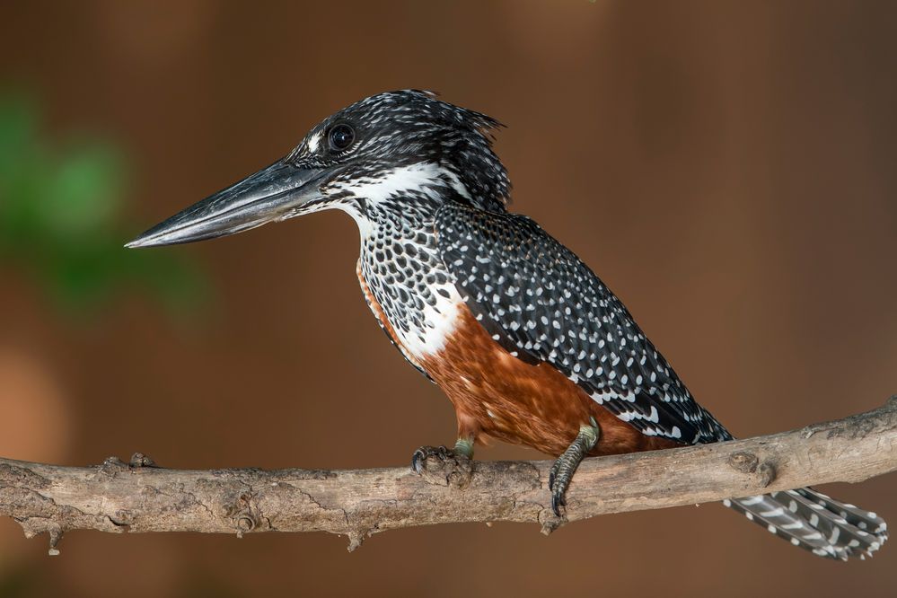 Giant Kingfisher Foto & Bild | tiere, wildlife, wild lebende vögel ...